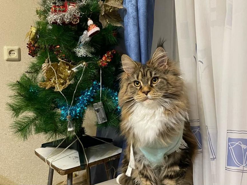 Мейн Кун Роскошь