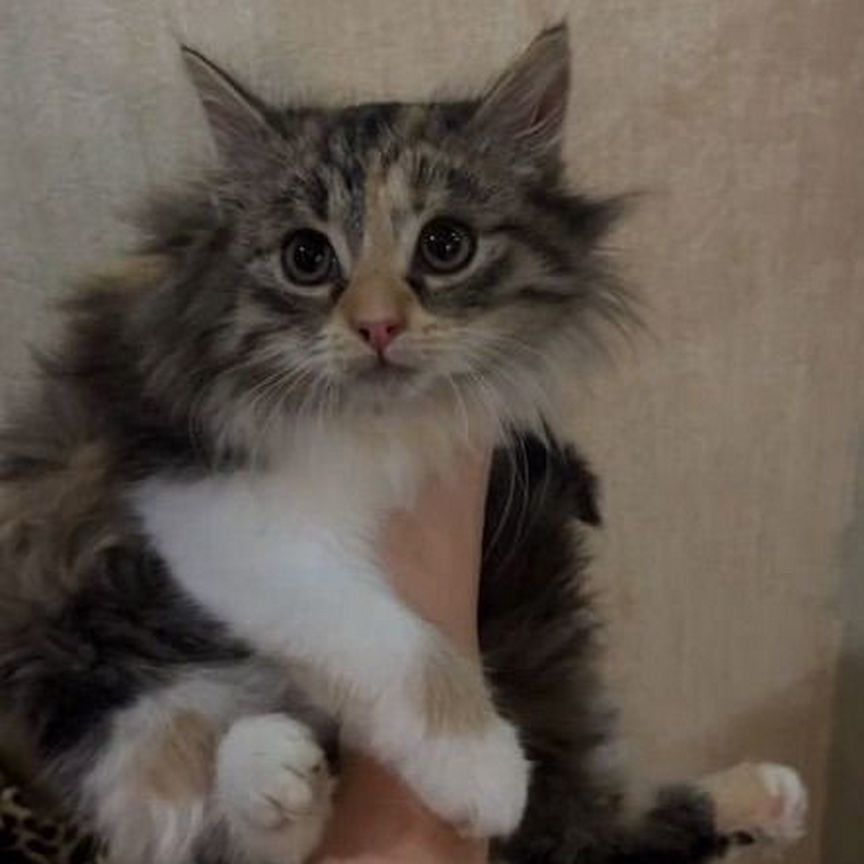 Котенок в добрые руки бесплатно