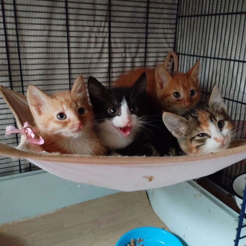 Котята в добрые руки