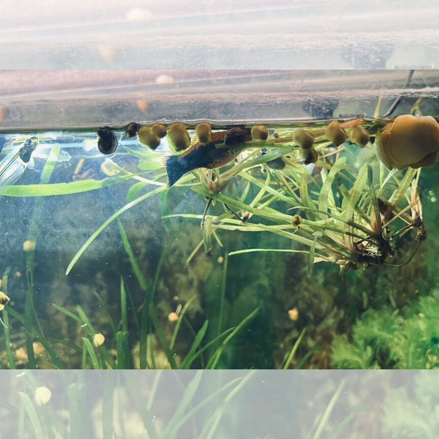 Улитки аквариумные