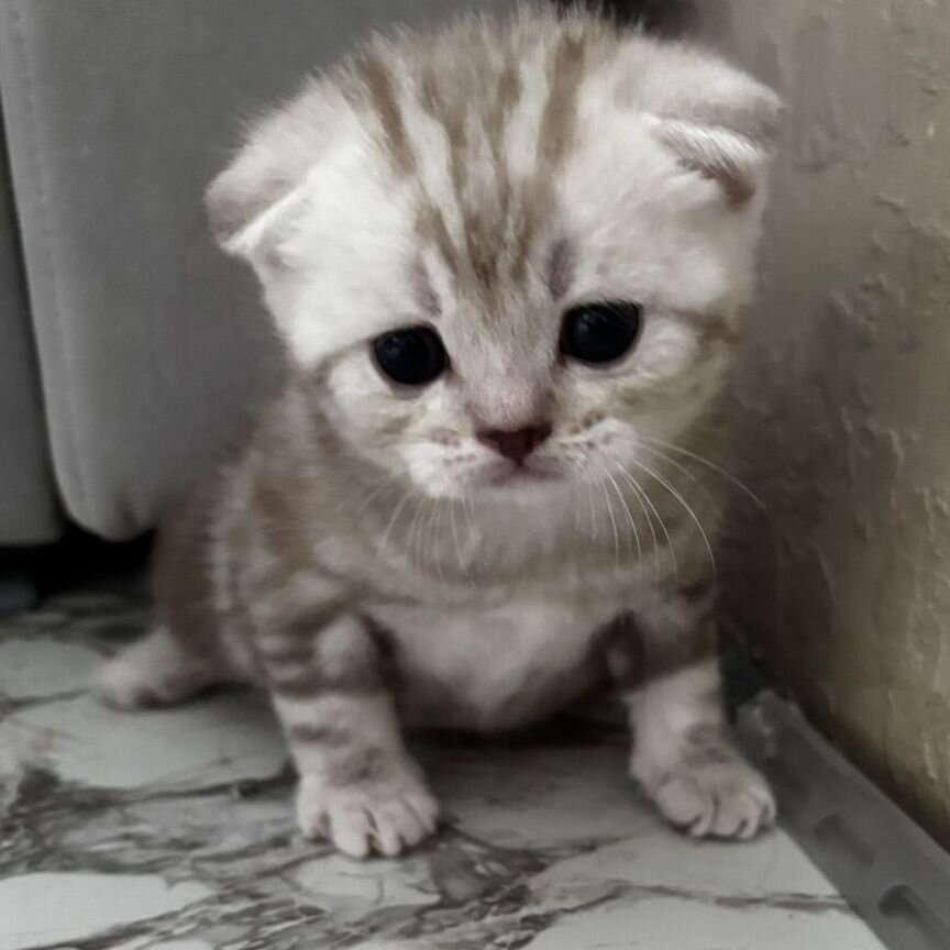 Шотландский вислоухий короткошёрстный котёнок