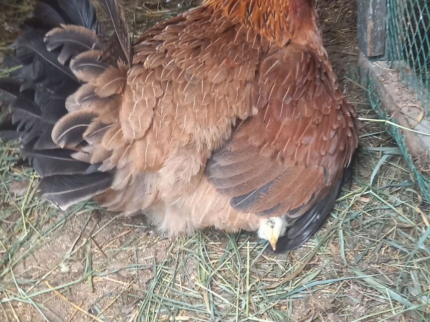 Цыплята несушки