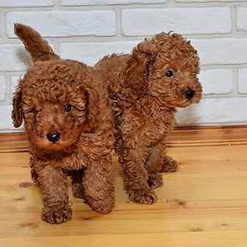 Той-Пудель, Девочка