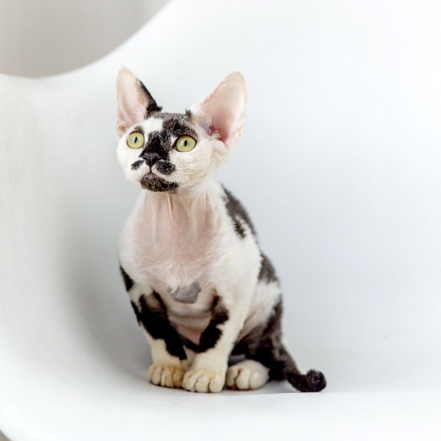 Девончик котенок