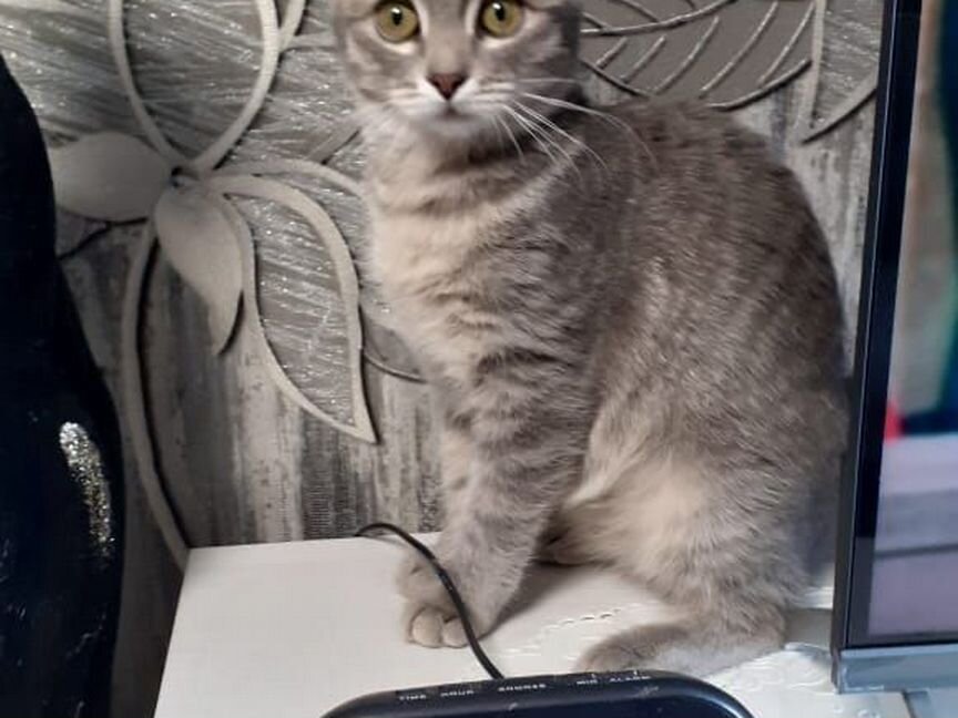 Котёнок Виола