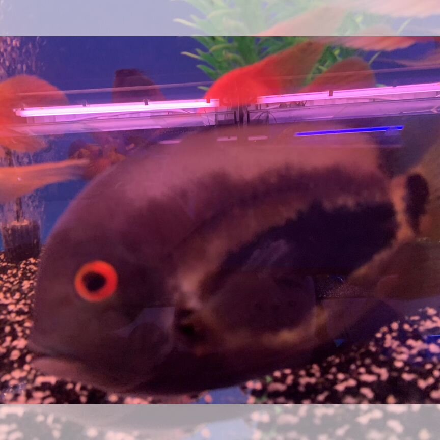 Уару клинопятнистый