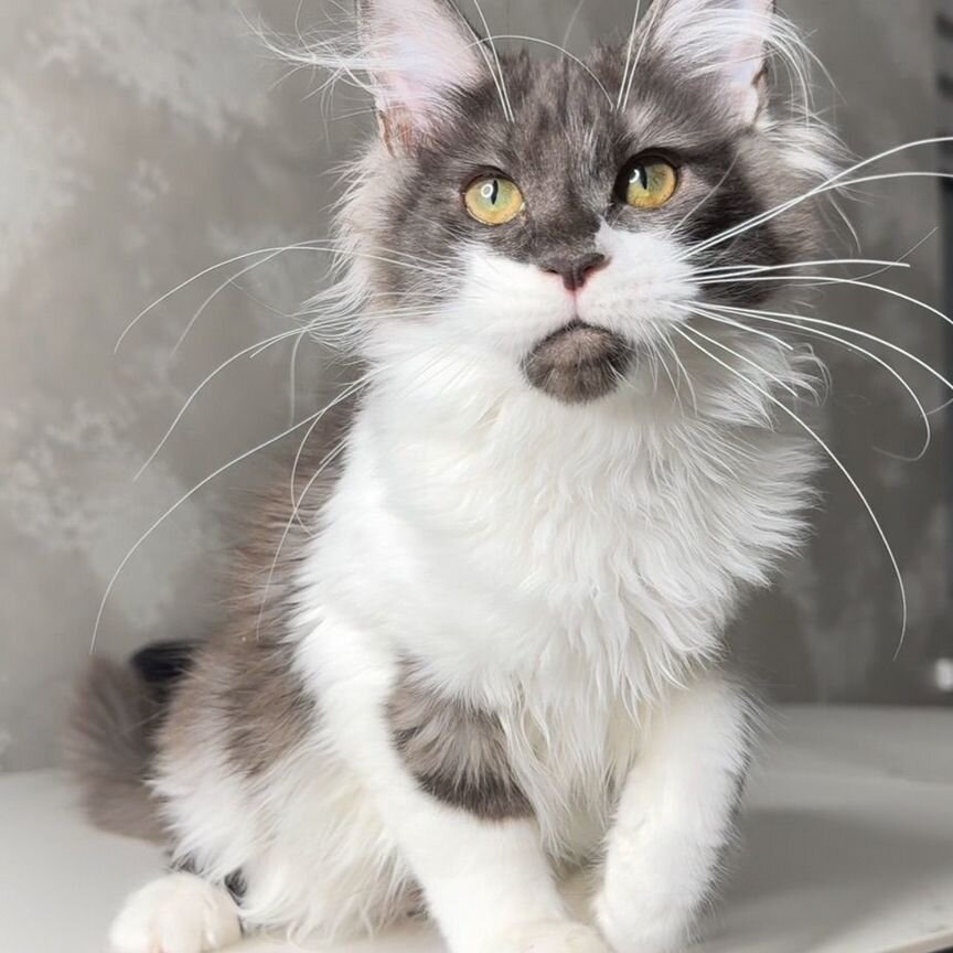 Мейн кун девочка черный дым с белым