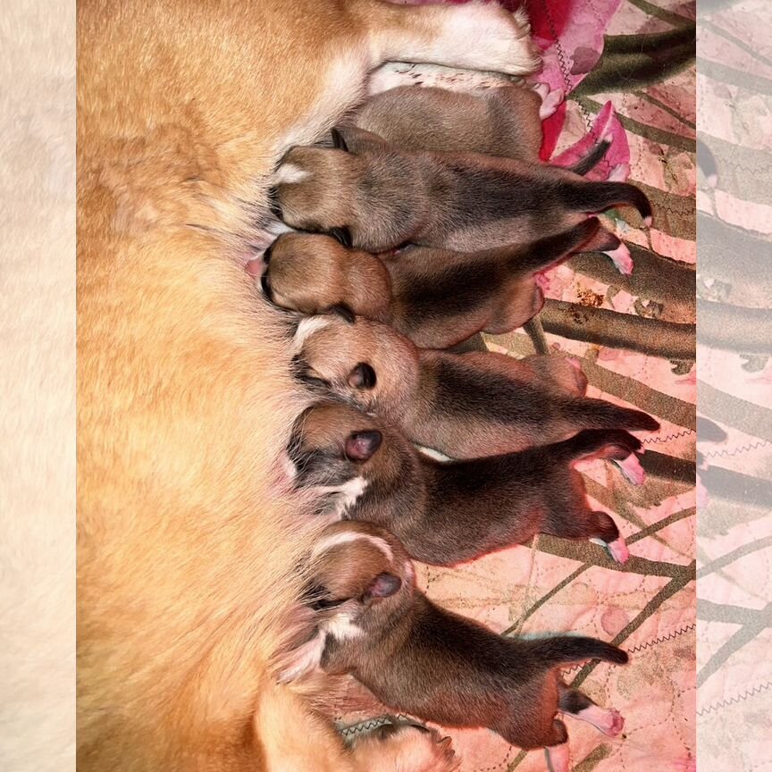 Вельш корги пемброк под ранний резерв