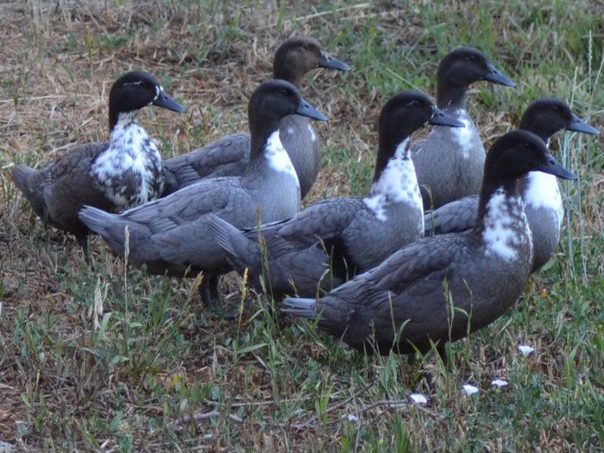 Утята Фаворит голубой