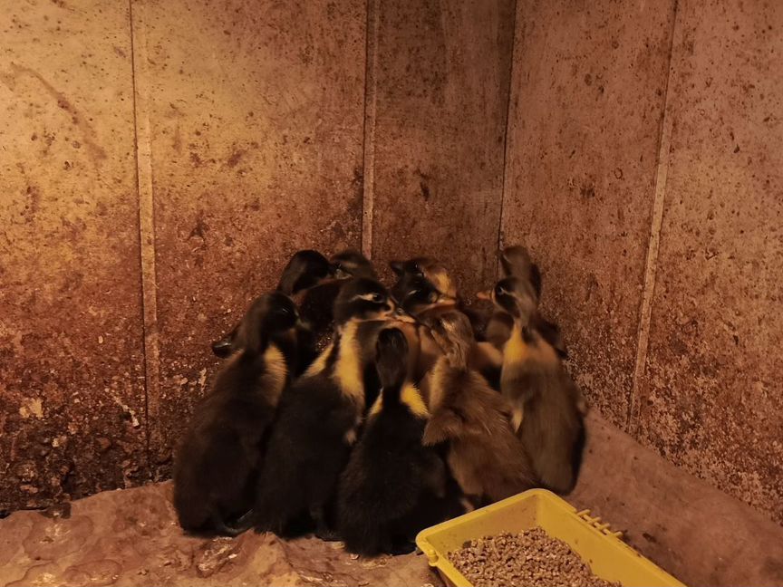 Индийский бегунок утята