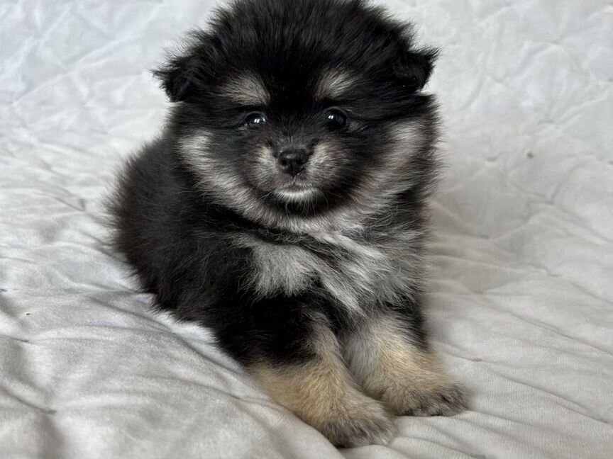 Маленькая собака шпиц