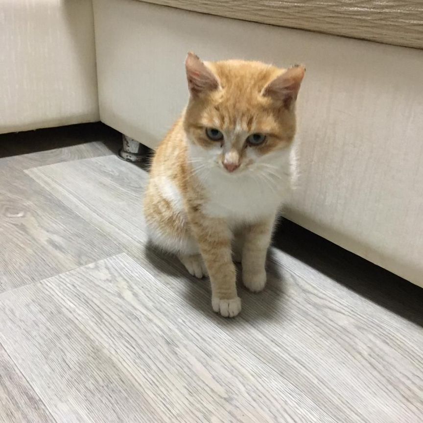 Кошка и котята в добрые руки