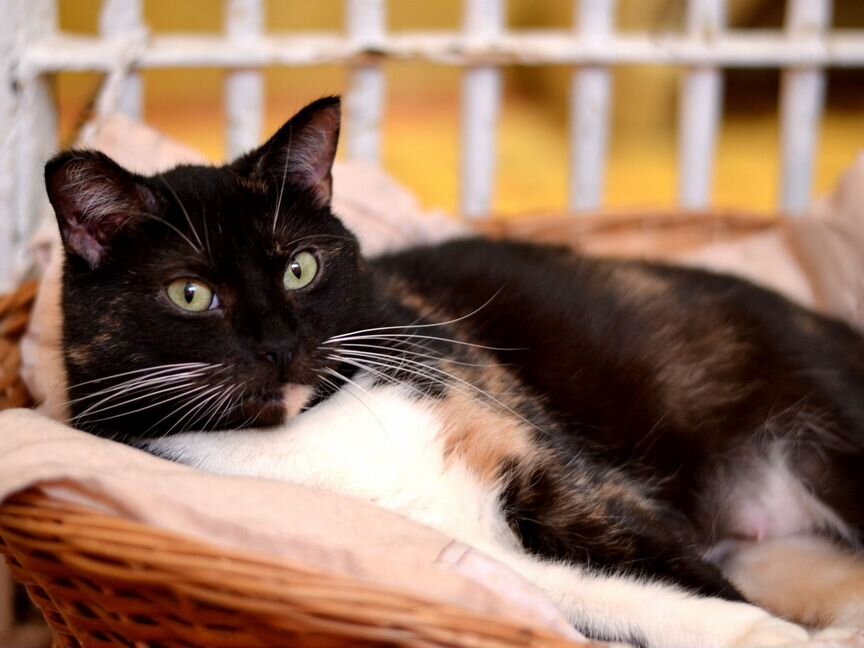 Кошечка Саррана ищет дом