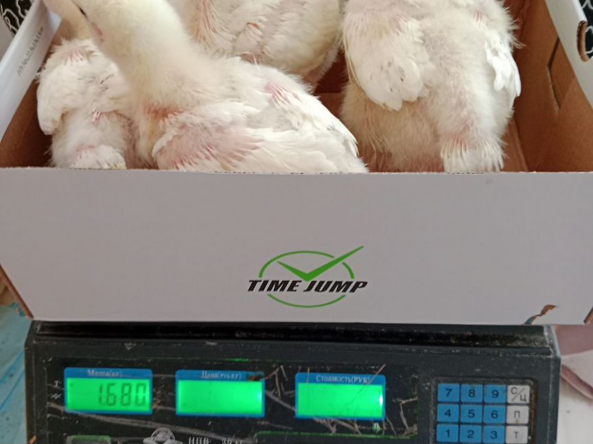 Цыплята броллеры возраст две недели