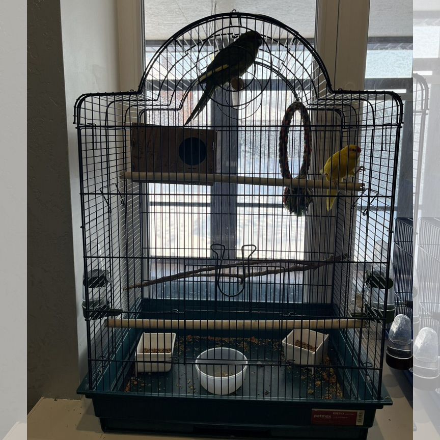 Попугай какарики