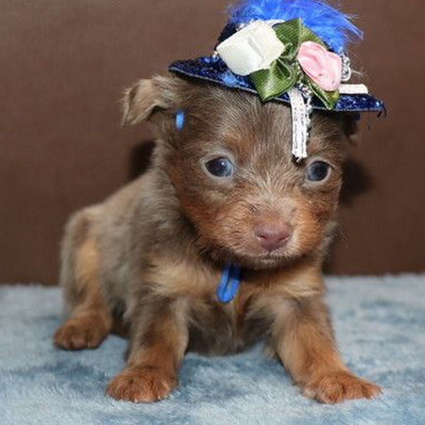 Русский той-терьер, щенок