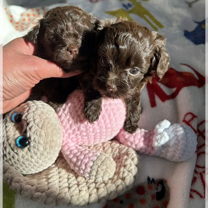 Мальтипу, щенок