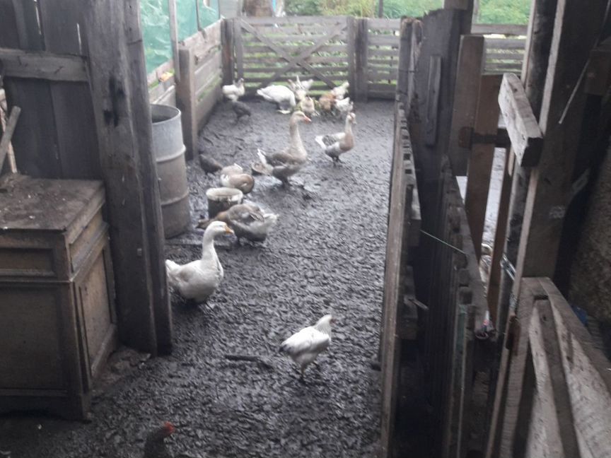 Утки, петухи