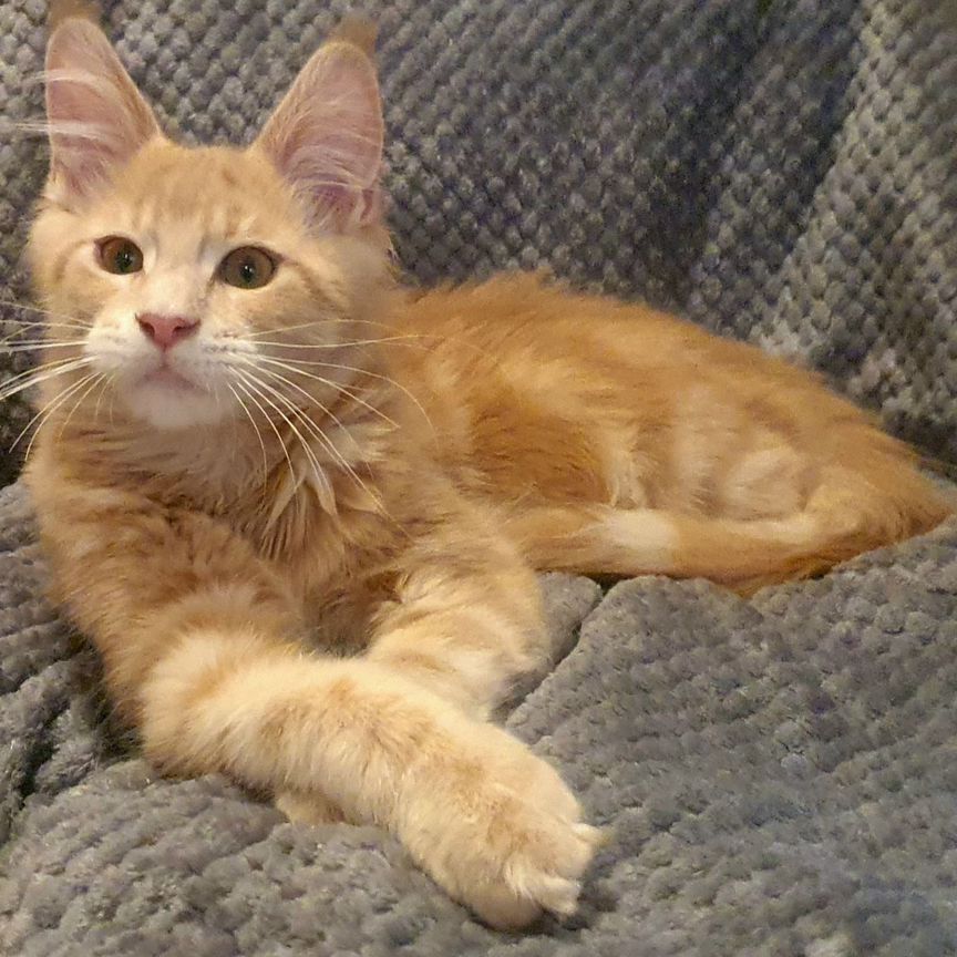 Мейн-кун котёнок