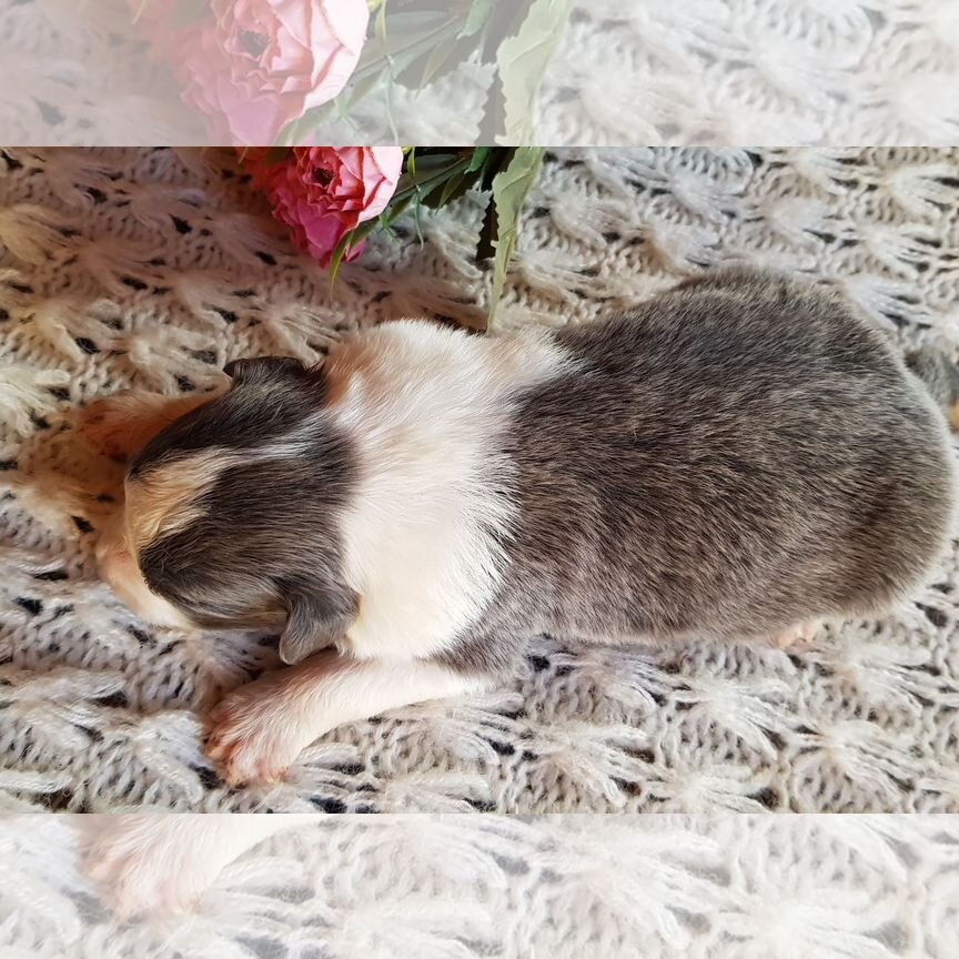 Бордер-колли, щенок