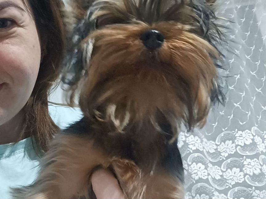 Йоркширский терьер мини девочка