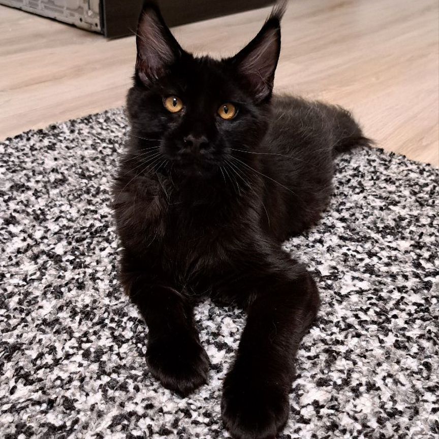 Мейн-кун котёнок