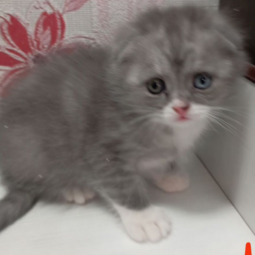 Шотландский вислоухий короткошёрстный котёнок