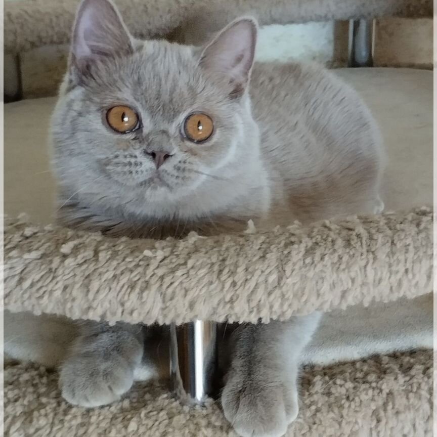 Британский короткошёрстный котёнок