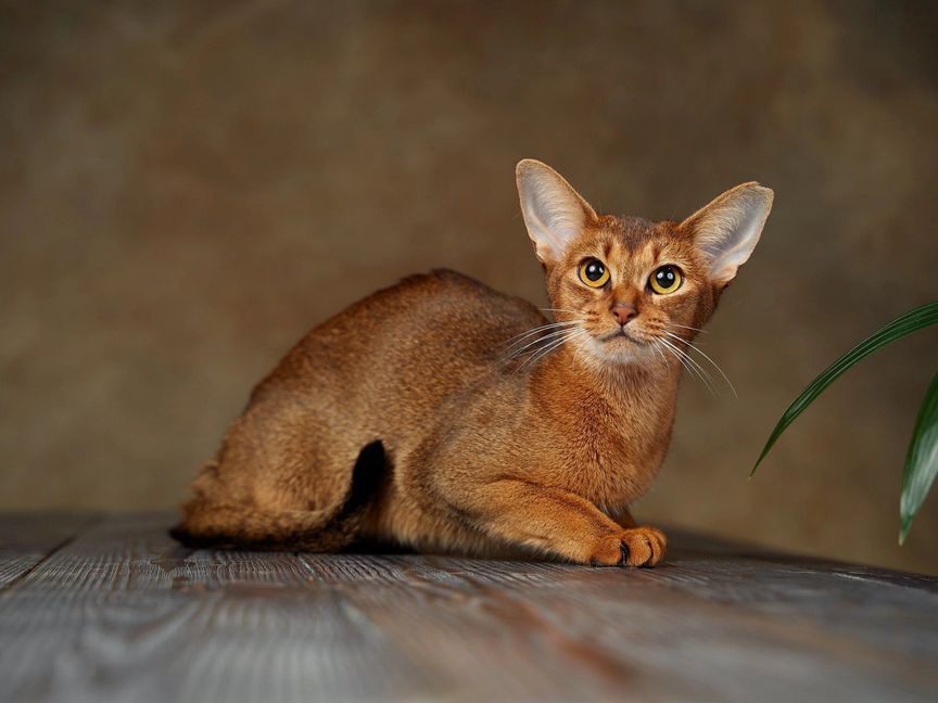 Взрослая абиссинская кошка
