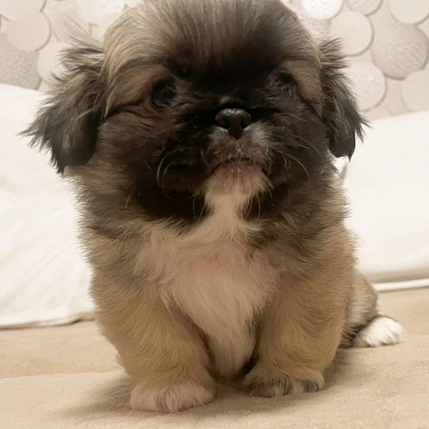 Щенки пекинеса