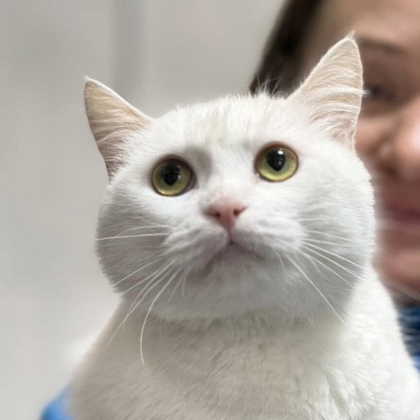 Кошка в дар