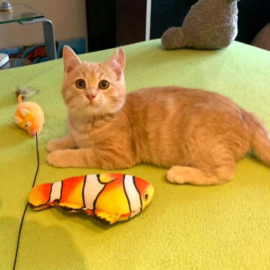 Рыжик ищет дом