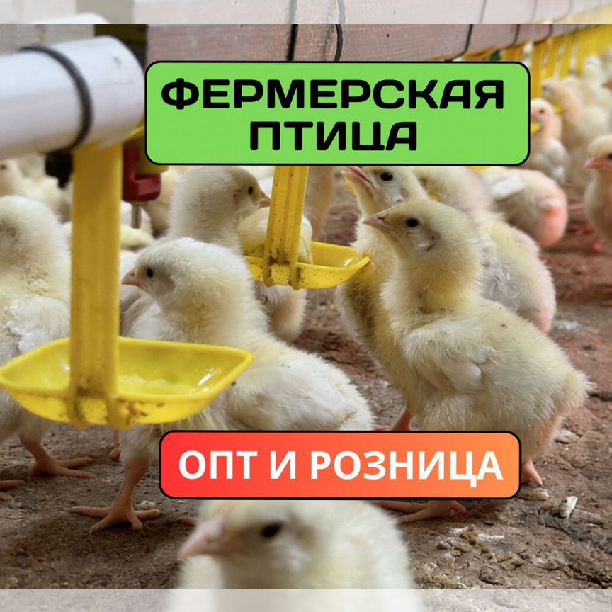 Цыплята бройлеры кобб 500