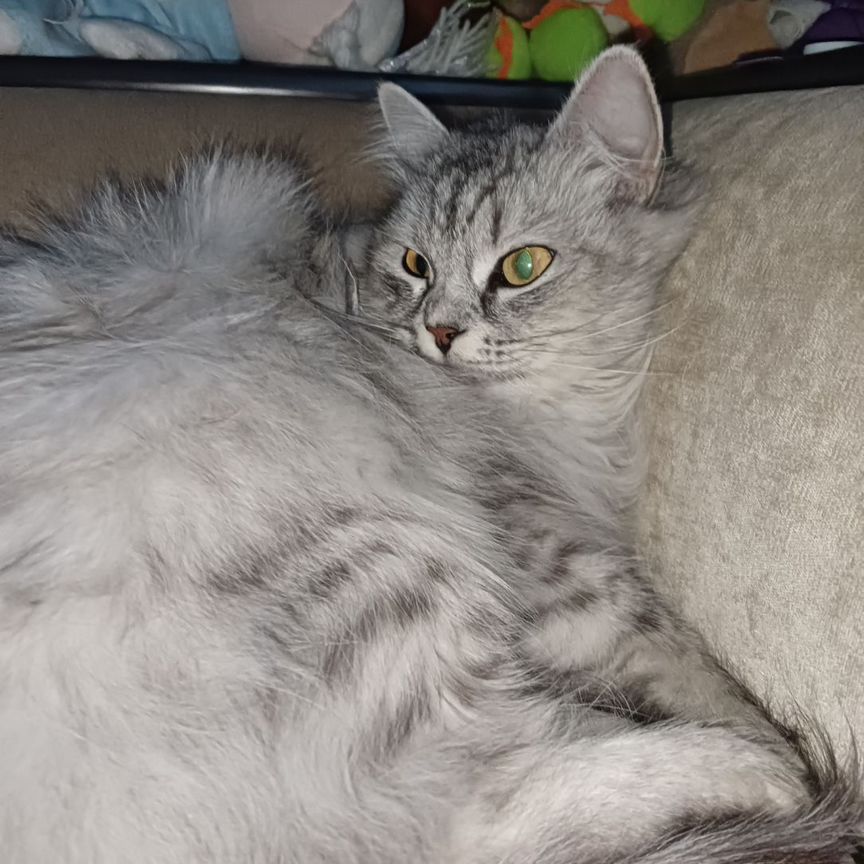 Продам персидскую кошку