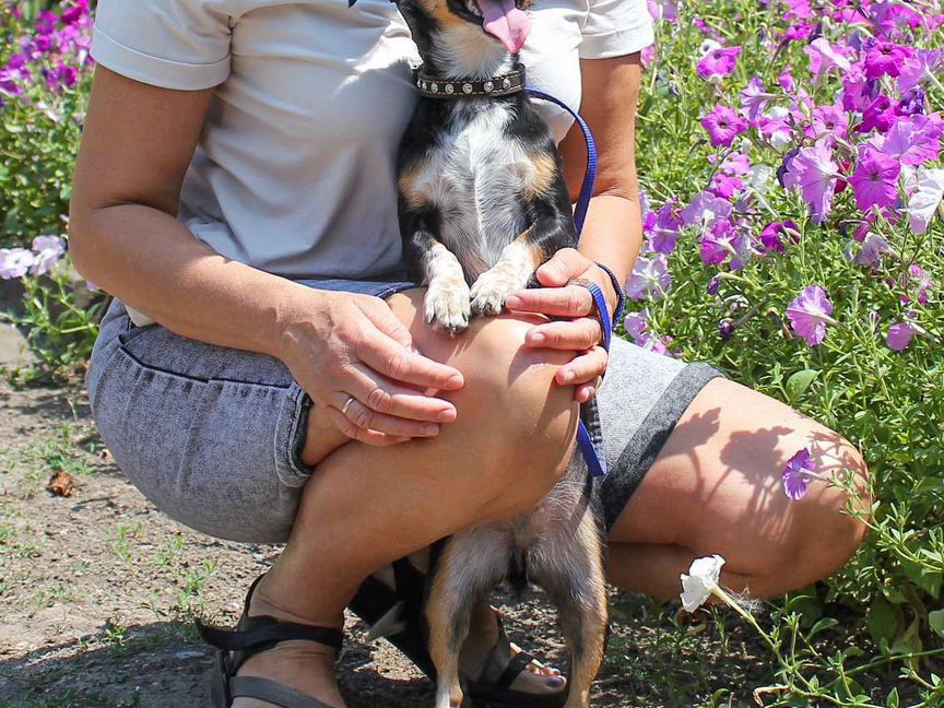 Кнопа ищет добрые ручки