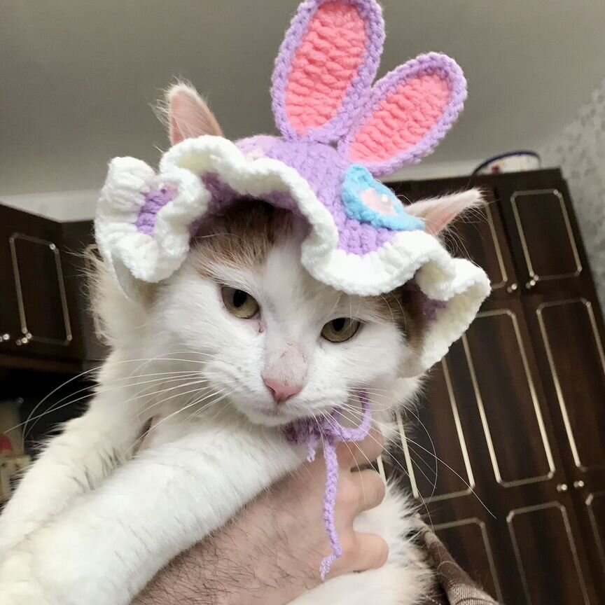 Кото зайка