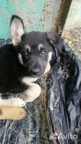 Восточноевропейская овчарка помесь