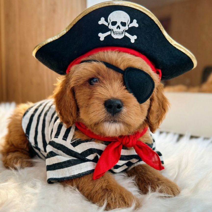 Кавапу, щенок