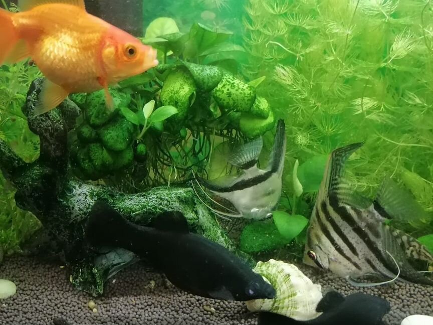 Аквариумные рыбки бесплатно Бронь