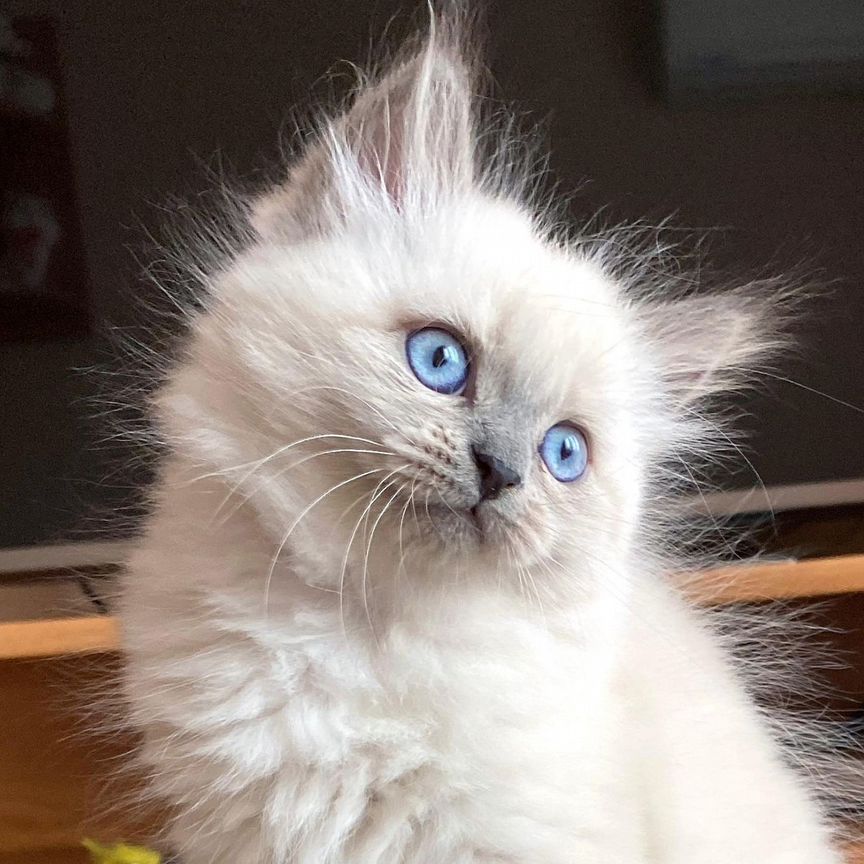 Невский маскарадный котик