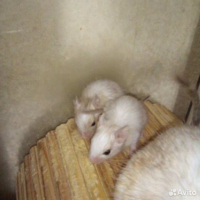 Чилийская белка дегу