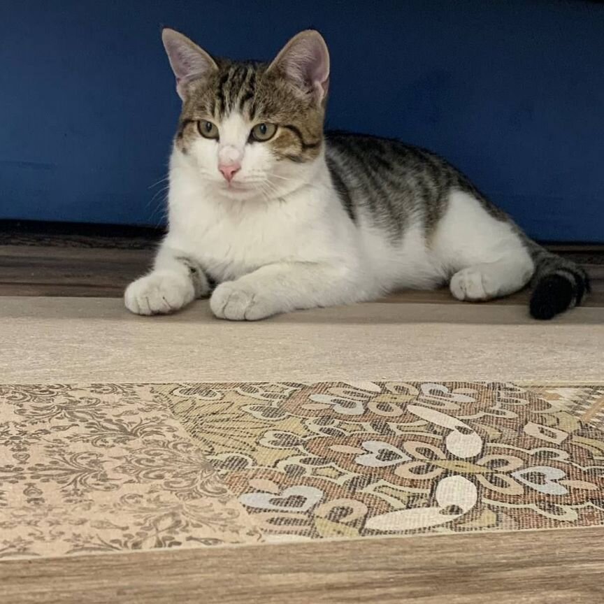 Отдам кота в добрые руки