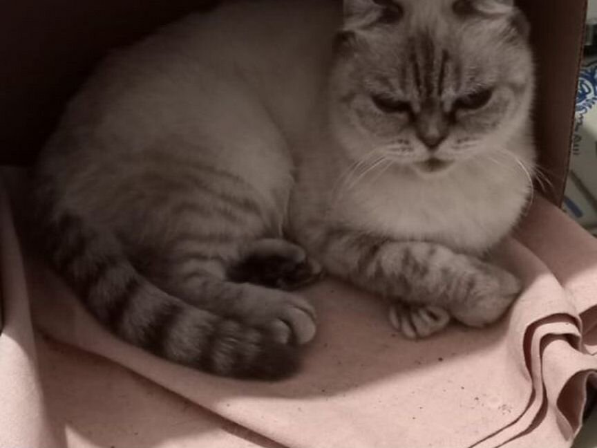 Кошка в дар