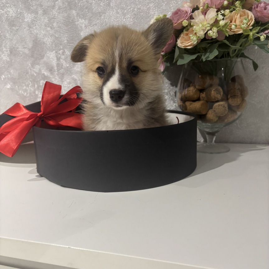 Вельш Корги Пемброк, щенок