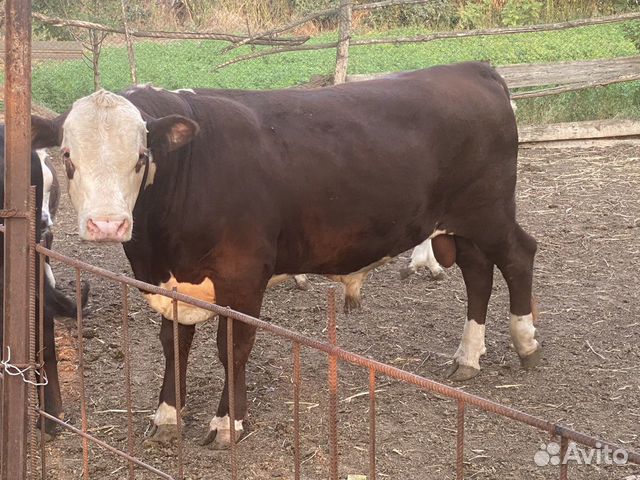 Бык на мясо