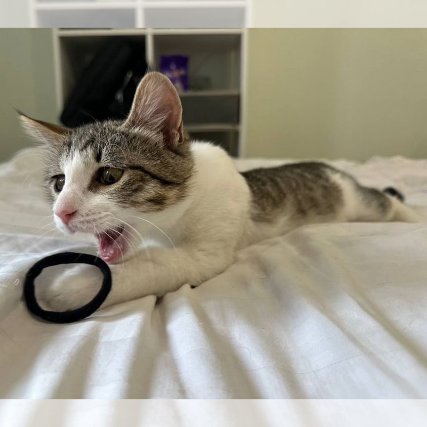 Котенок ищет дом