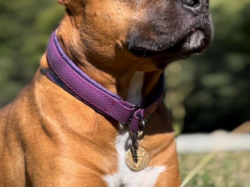 Ошейник - полуудавка из биотана