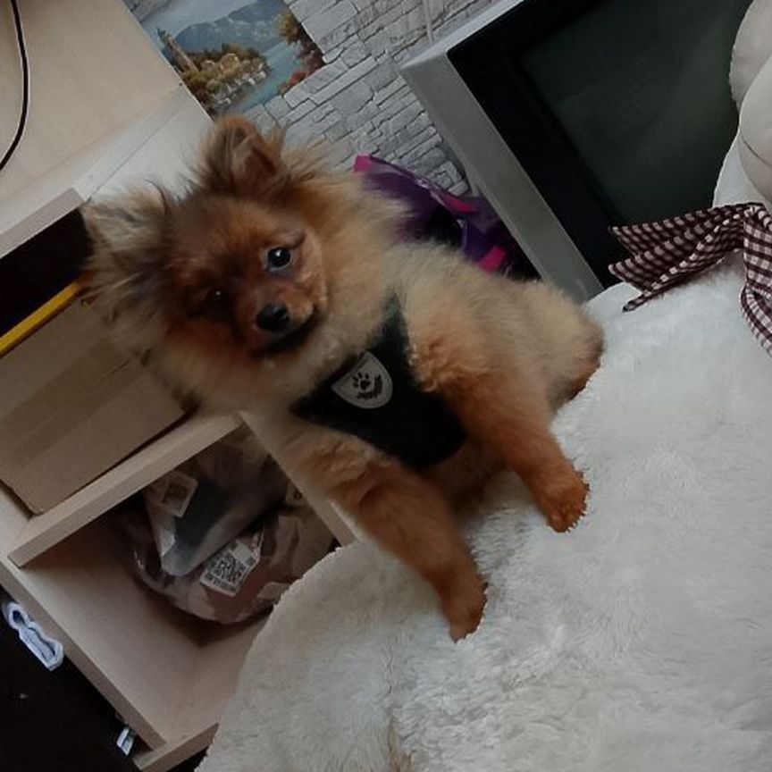 Немецкий шпиц, щенок