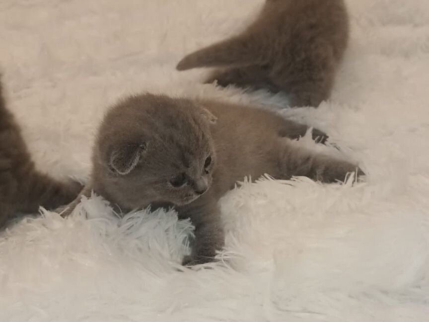 Шотландские котята