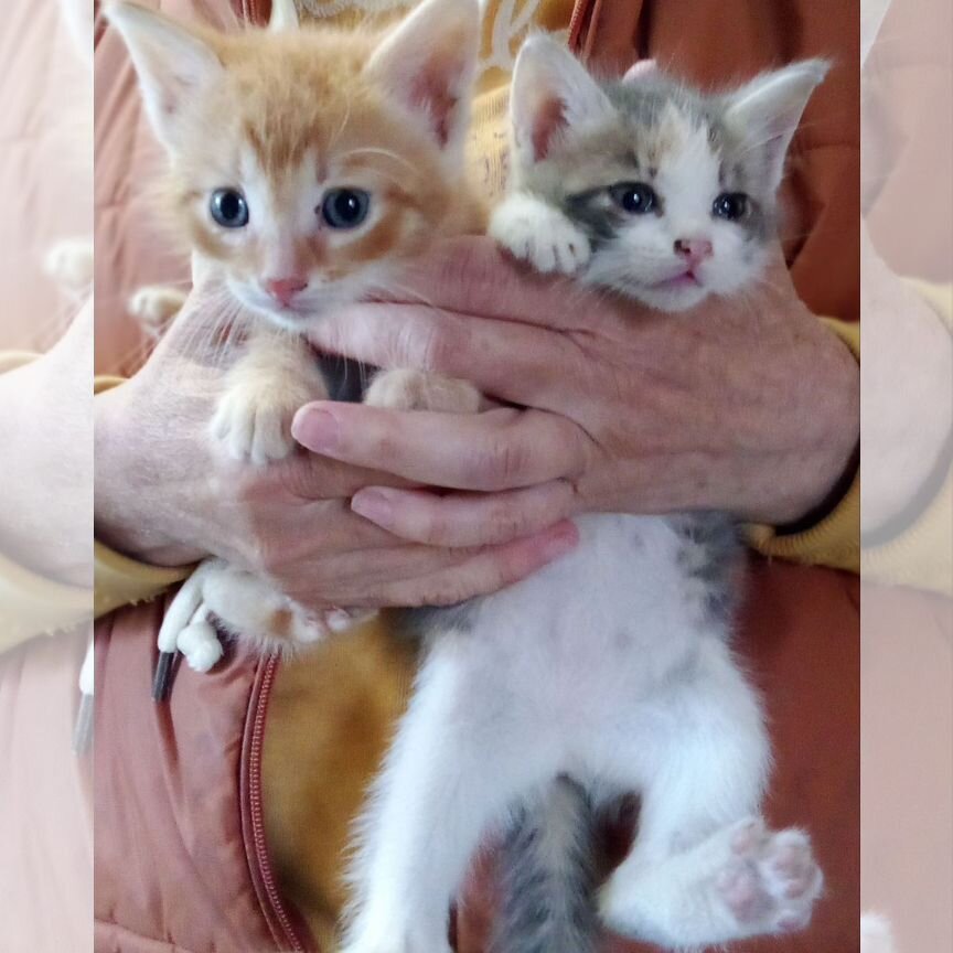 Европейский короткошёрстный котёнок